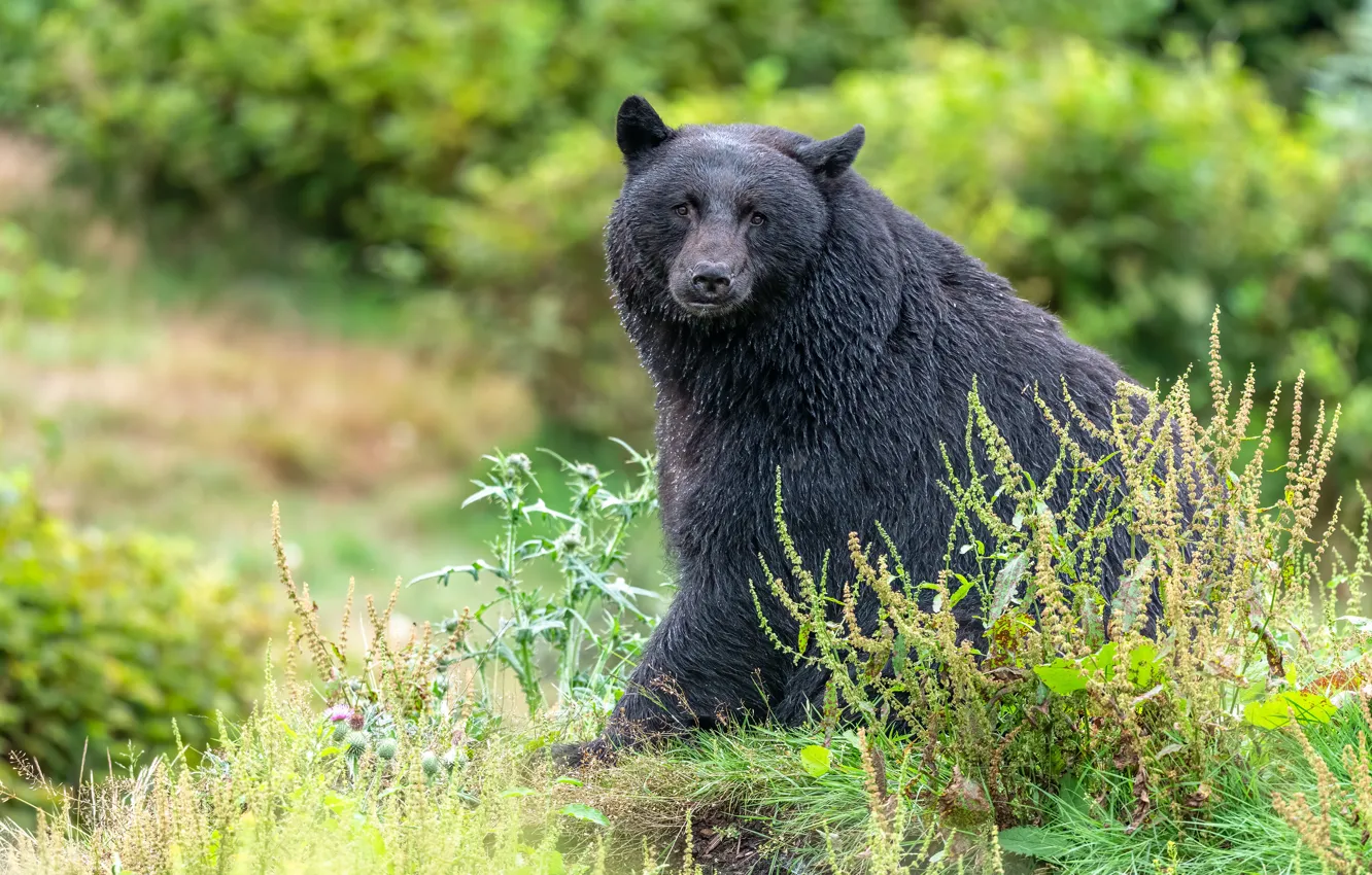 Wallpaper nature, black, bear, sitting, baribal for mobile and desktop, section животные ...