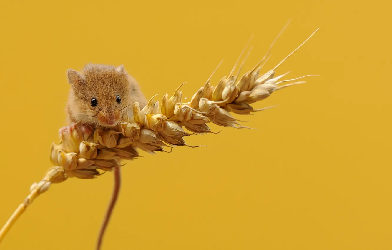 Wallpaper mouse, spikelets, The mouse is tiny for mobile and desktop ...