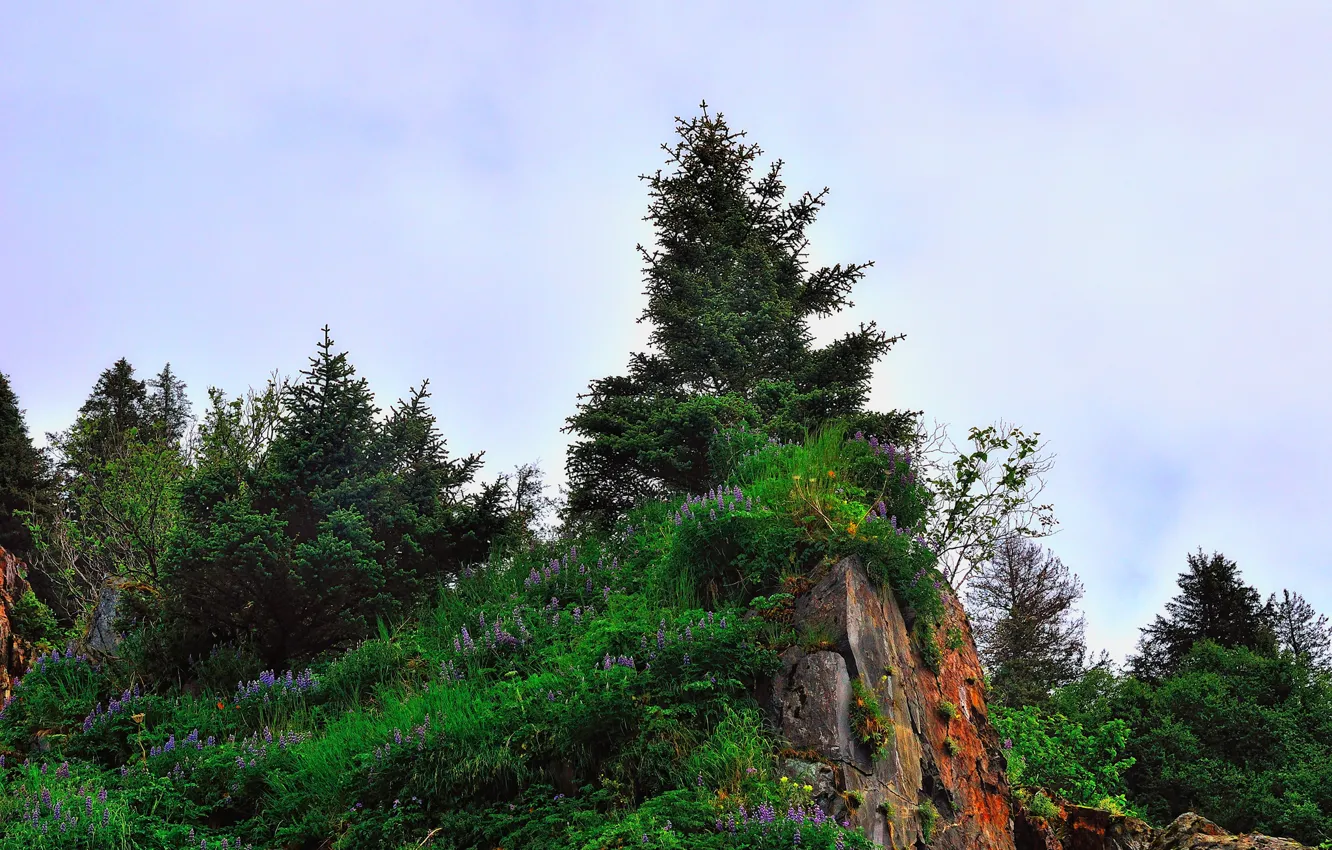 Wallpaper the sky, trees, stones, rocks, spruce for mobile and desktop ...