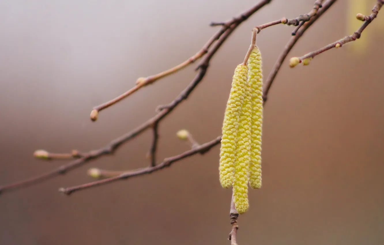 Wallpaper tree, plant, twig for mobile and desktop, section природа ...