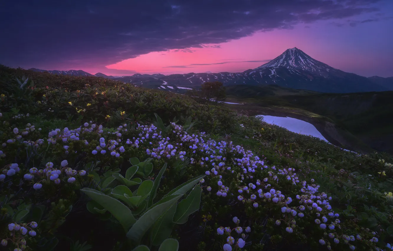 Wallpaper flowers, mountains, twilight for mobile and desktop, section ...