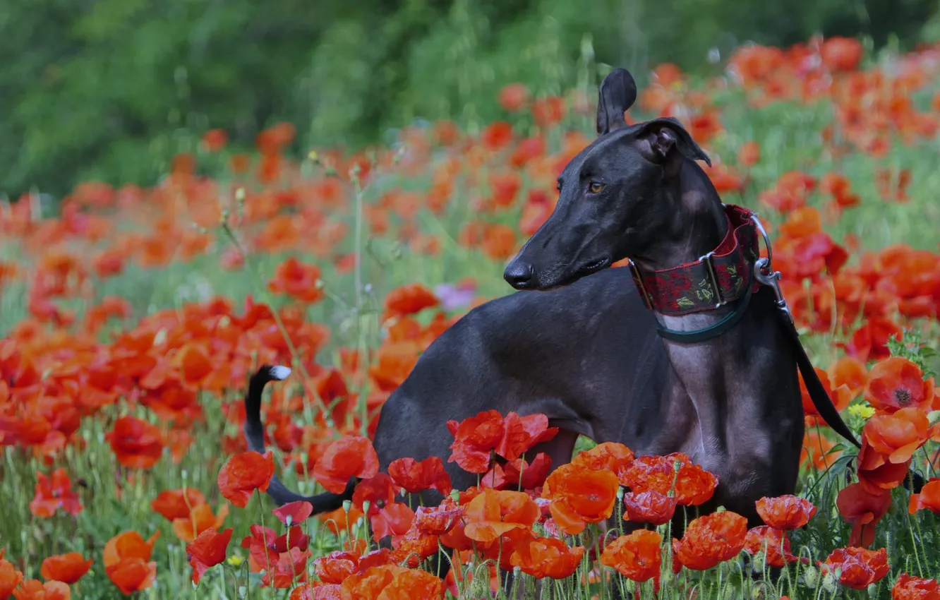 Wallpaper flowers, Maki, dog, poppy field for mobile and desktop ...