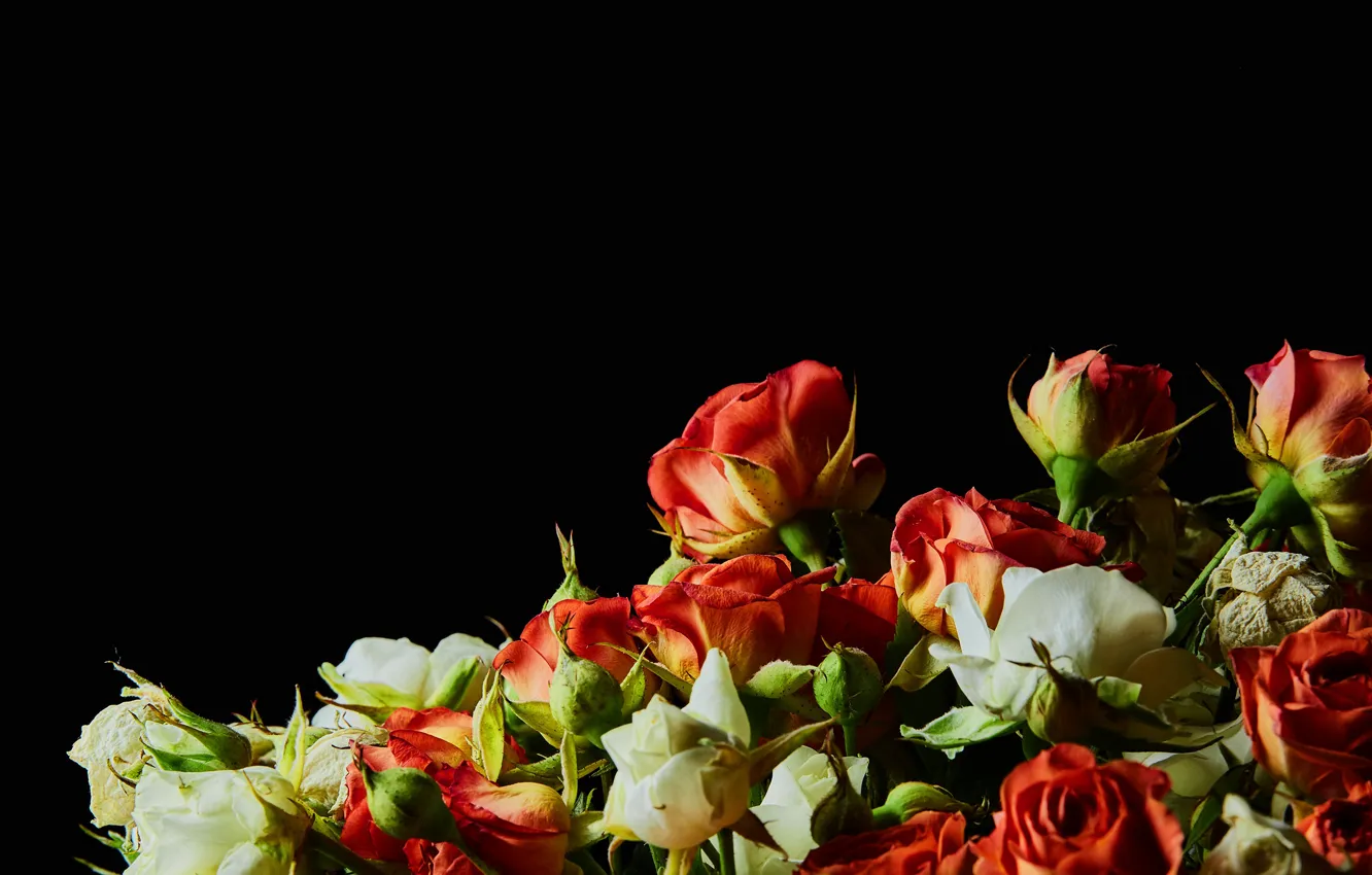 Wallpaper white, flowers, red, green, photo, roses, beautiful ...