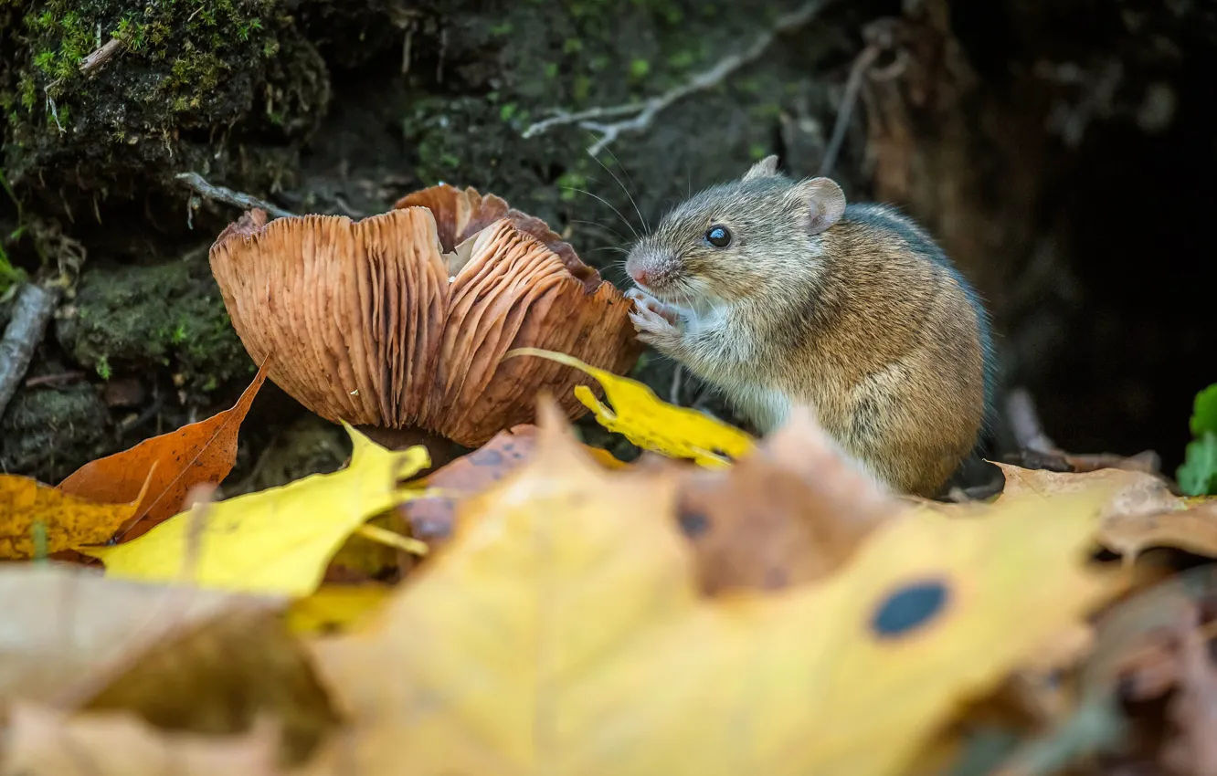 Wallpaper autumn, forest, foliage, mushroom, mouse, mouse, rat, bokeh ...