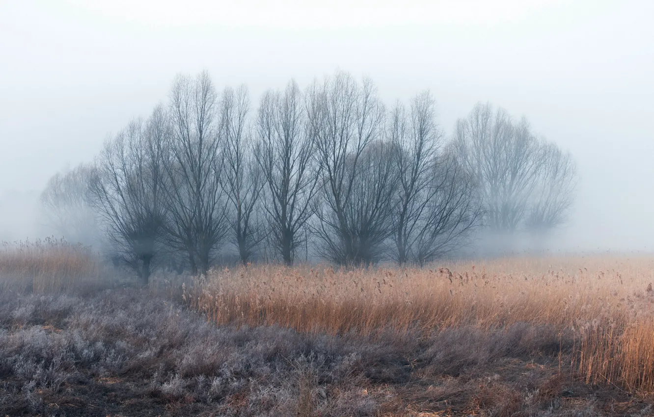 Wallpaper nature, fog, background for mobile and desktop, section ...