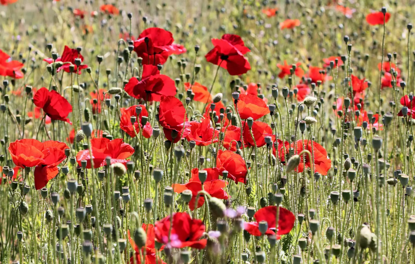 Wallpaper field, summer, Maki for mobile and desktop, section природа ...