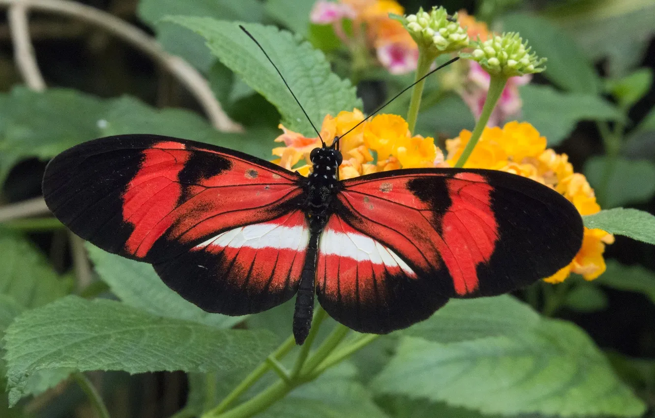 Wallpaper flowers, butterfly, wings, beautiful, closeup for mobile and ...