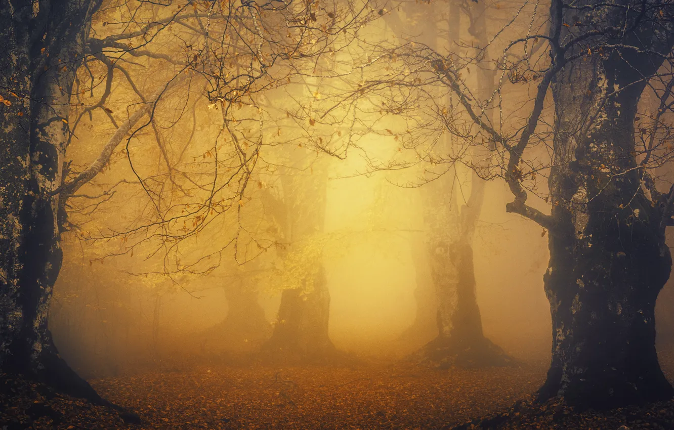Wallpaper autumn, forest, light, fog, Park, foliage for mobile and ...