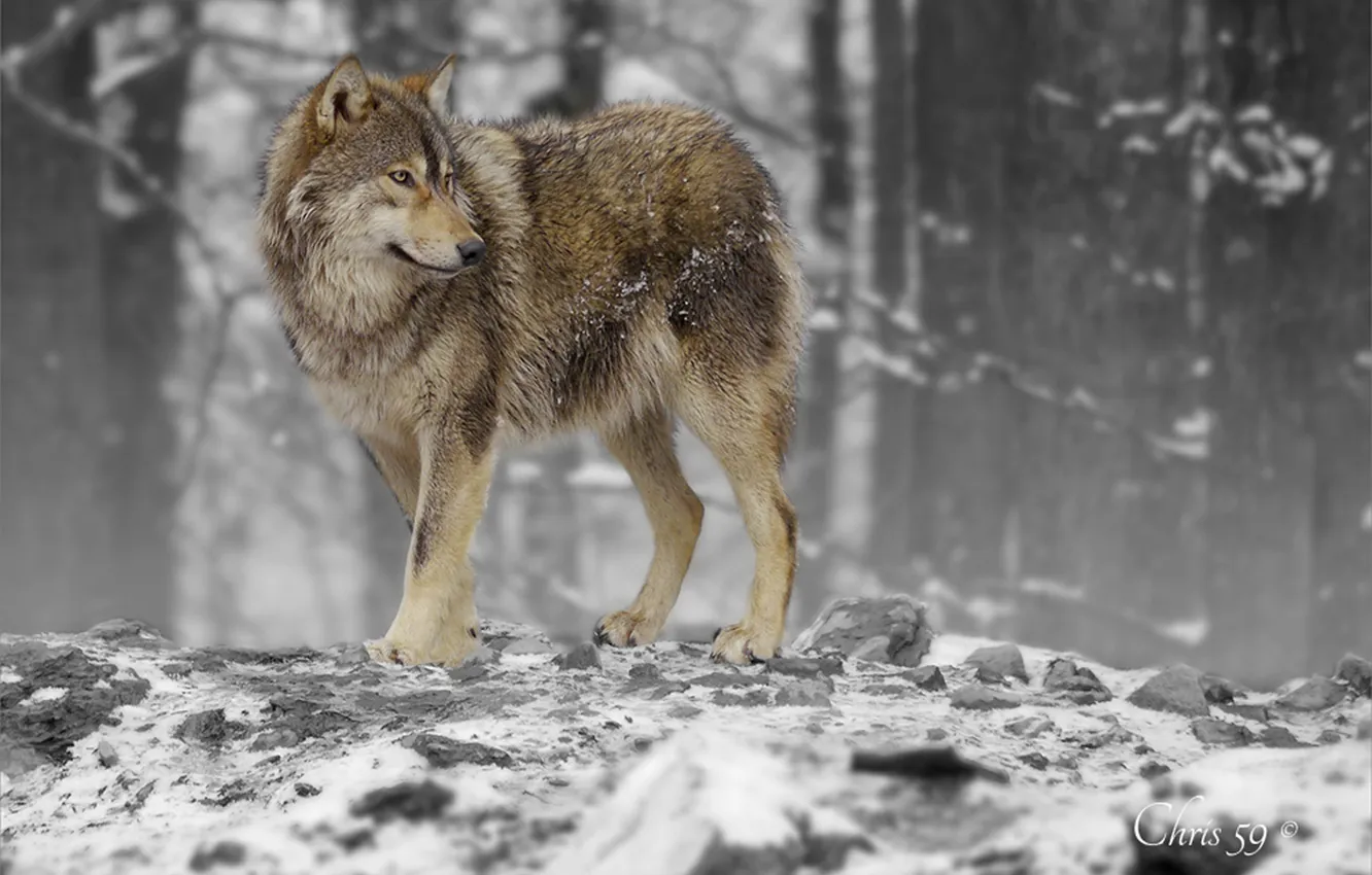 Wallpaper nature, face, animal, wolf, wildlife, head, fur, mammal for ...