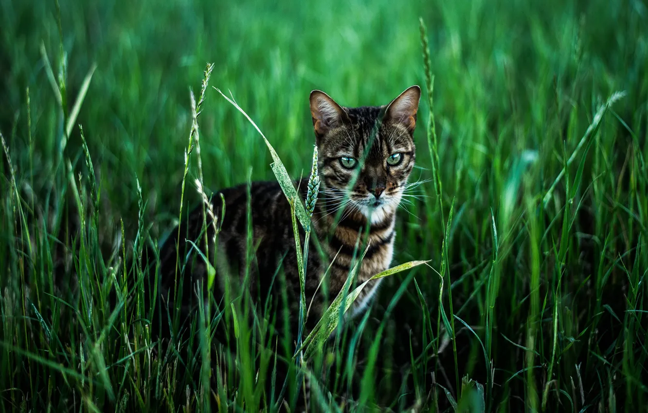 Wallpaper greens, field, cat, grass, cat, look, face, spikelets for ...