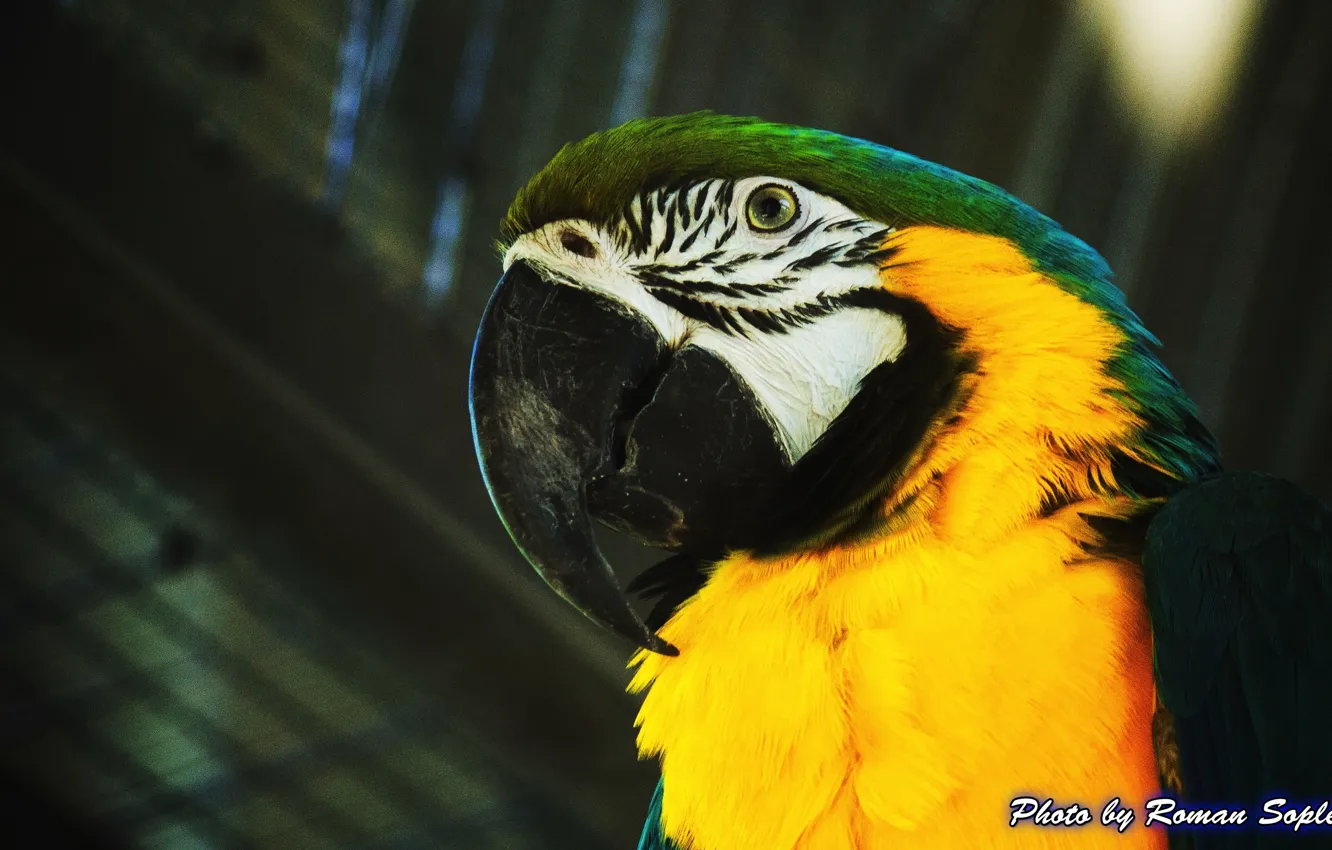 Wallpaper animal, bird, parrot, Ara for mobile and desktop, section ...