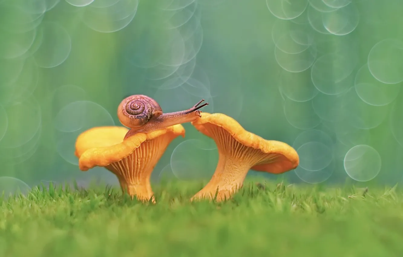 Wallpaper snail, Fox, gnibi for mobile and desktop, section природа ...