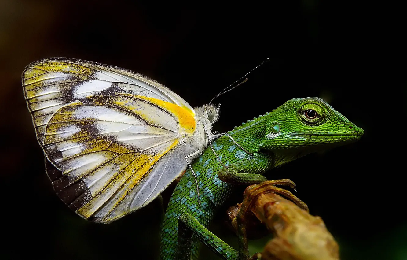 Wallpaper the dark background, butterfly, lizard, reptile for mobile ...