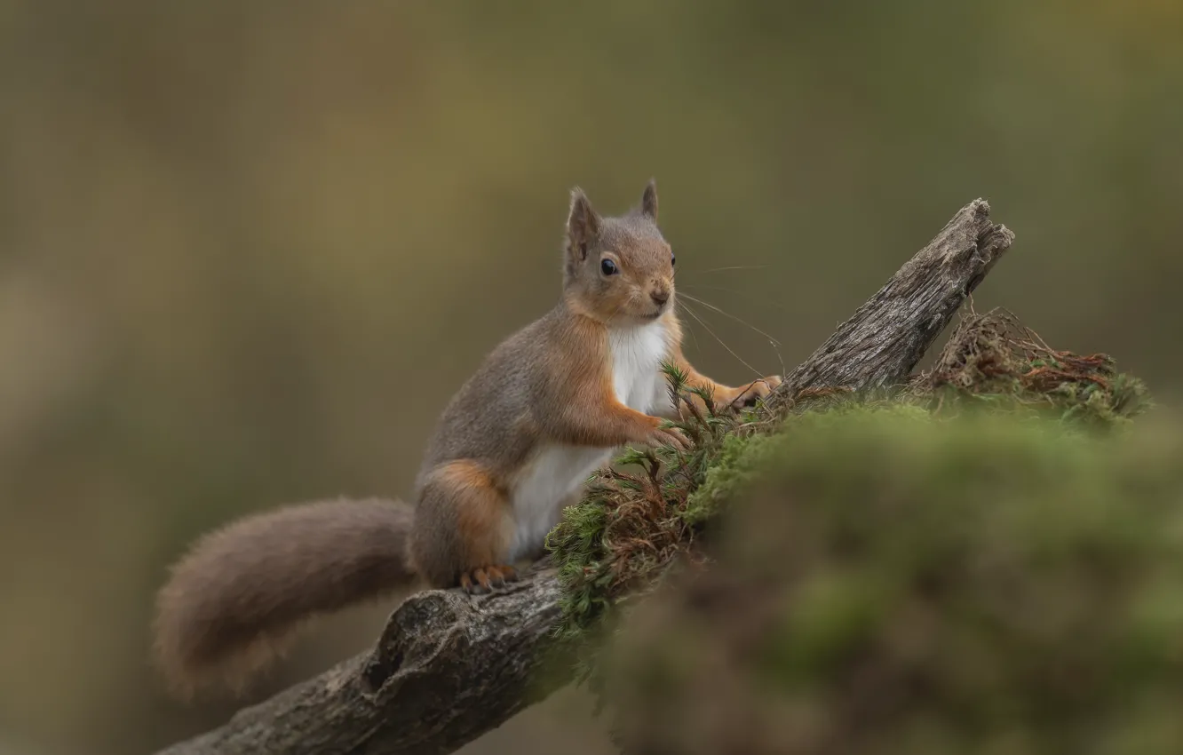 Wallpaper nature, animal, moss, protein, snag, animal, rodent for ...