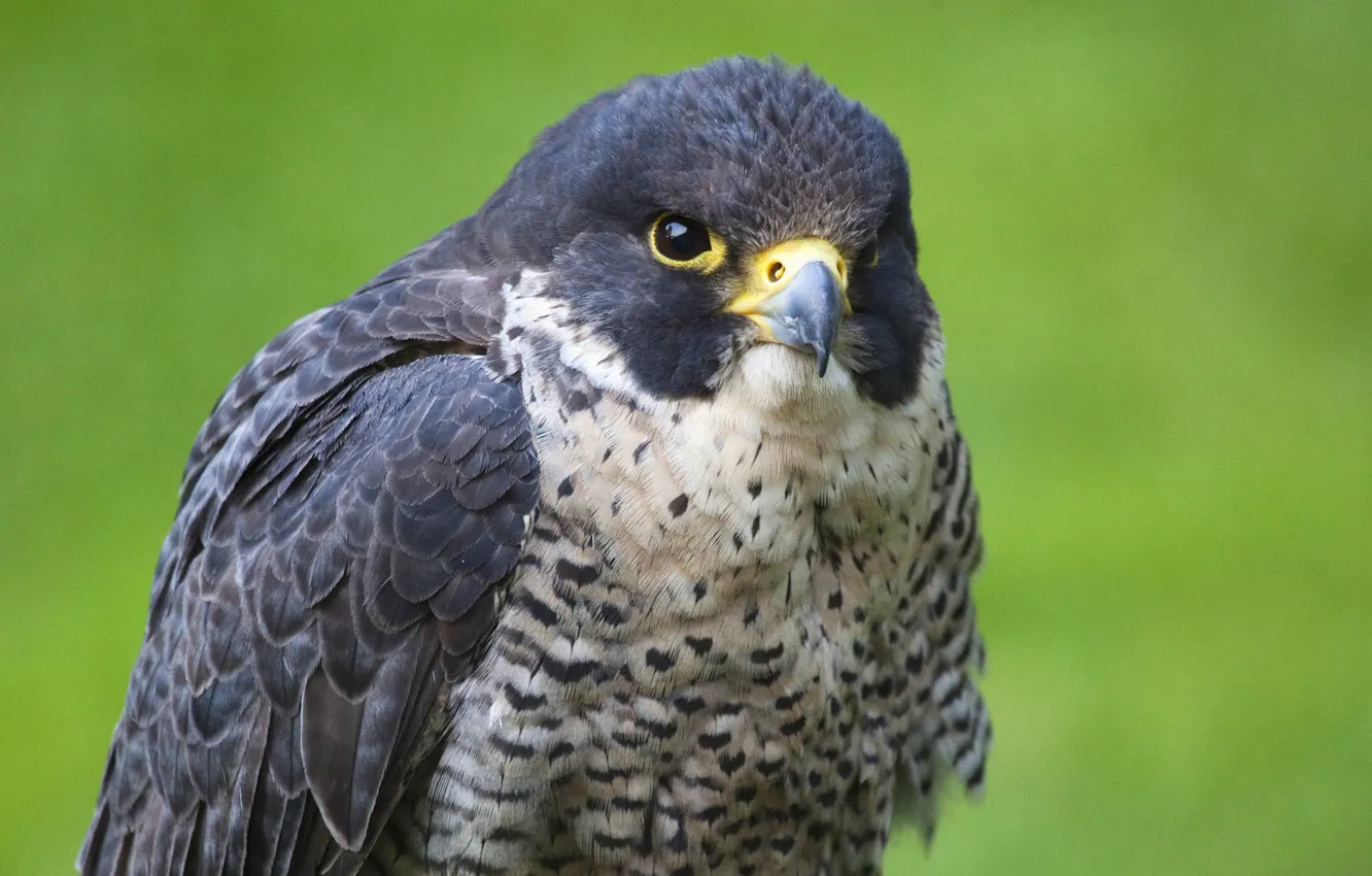 Wallpaper bird, predator, Falcon for mobile and desktop, section ...