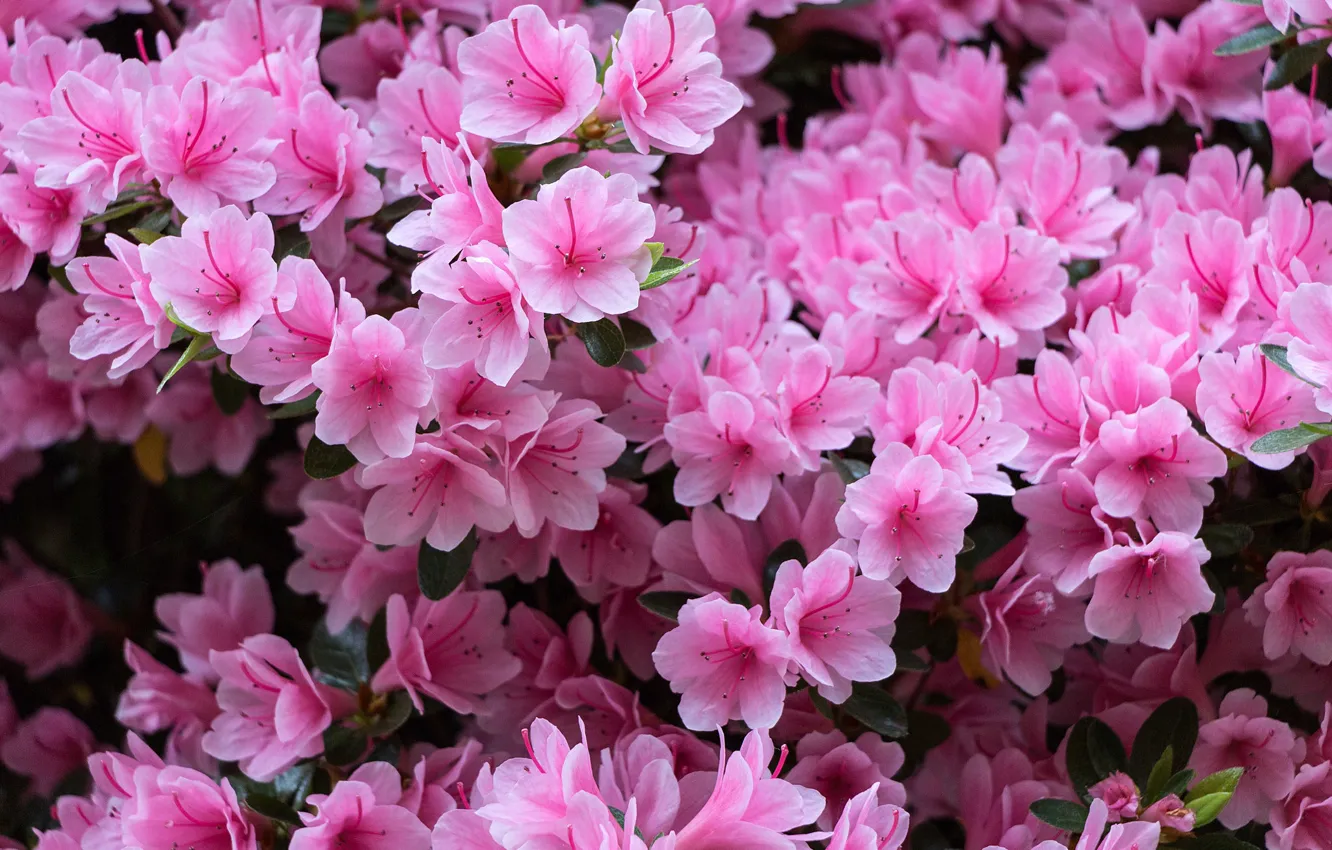 Wallpaper pink, Azalea, rhododendrons for mobile and desktop, section ...