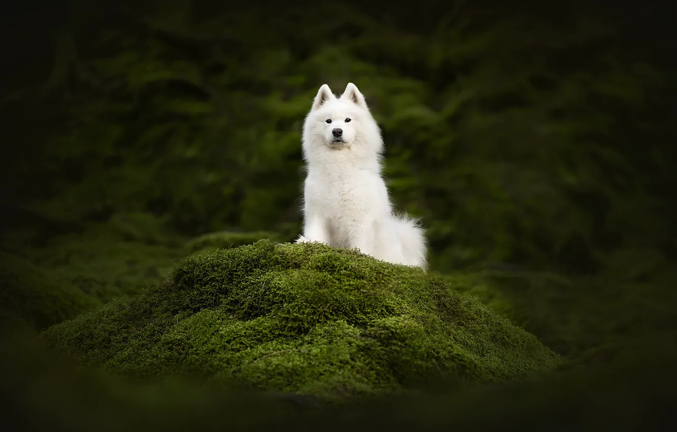 Wallpaper look, nature, pose, dog, white, face, Samoyed for mobile and ...