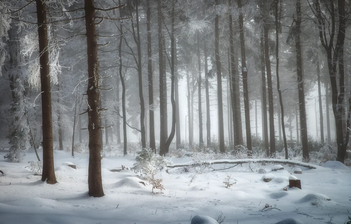 Wallpaper winter, frost, forest, snow, trees, nature for mobile and ...
