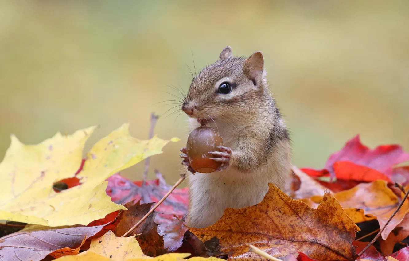 Wallpaper autumn, Chipmunk, nuts, stand, autumn leaves for mobile and ...