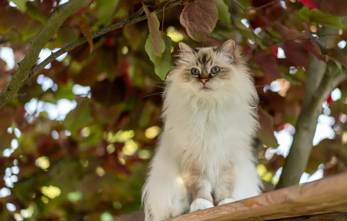 Wallpaper autumn, cat, cat, look, leaves, light, trees, branches for ...