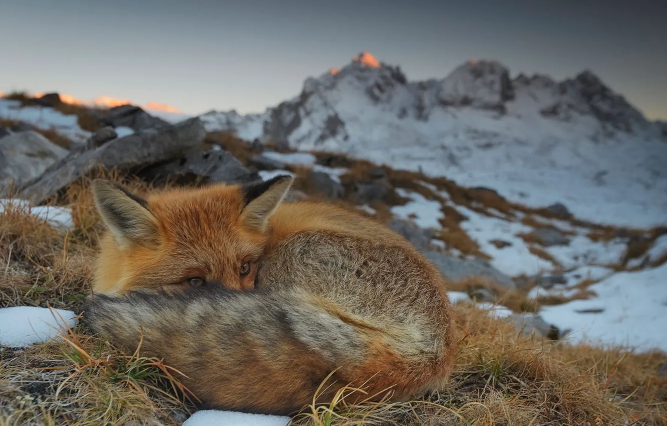Wallpaper mountains, nature, France, Fox, Fox, Vanoise, Savoie for ...