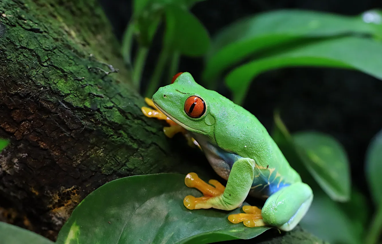 Wallpaper leaves, frog, log, red-eyed tree frog for mobile and desktop ...