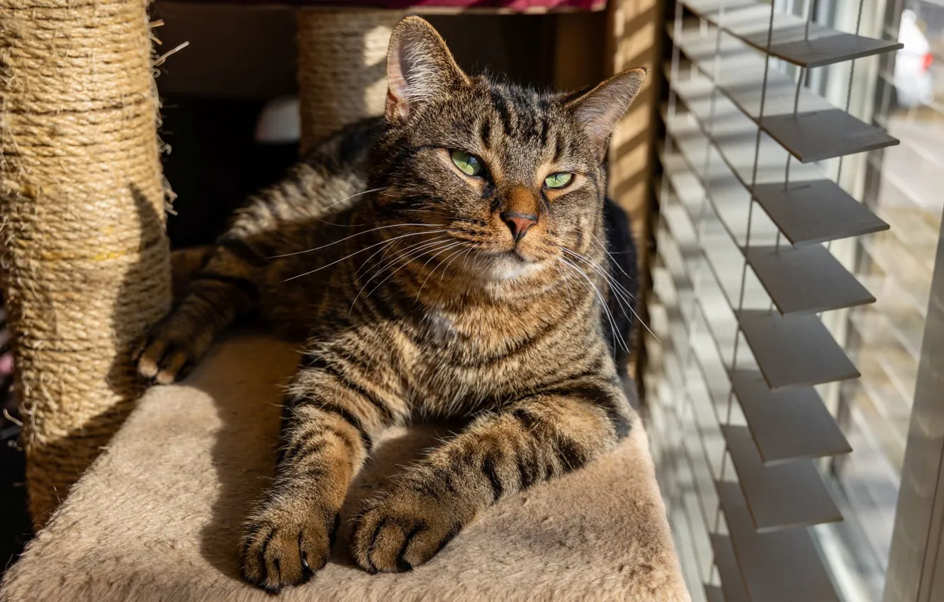 Wallpaper cat, cat, look, pose, face for mobile and desktop, section ...