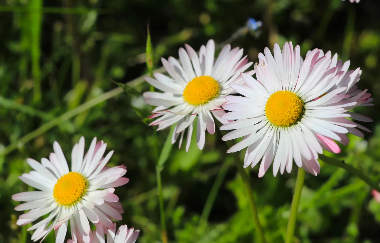 Wallpaper flower, spring, Daisy for mobile and desktop, section природа ...