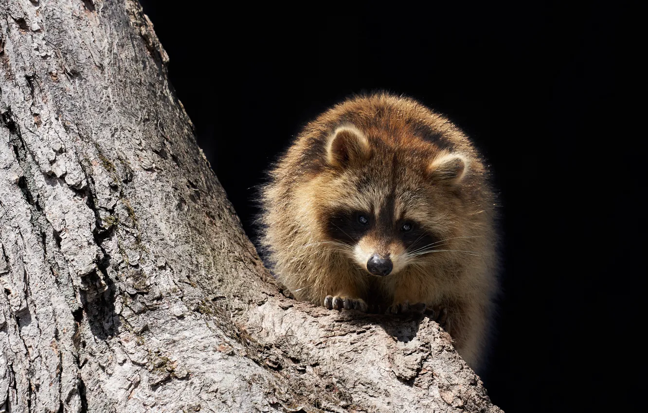 Wallpaper tree, raccoon, black background, face for mobile and desktop ...