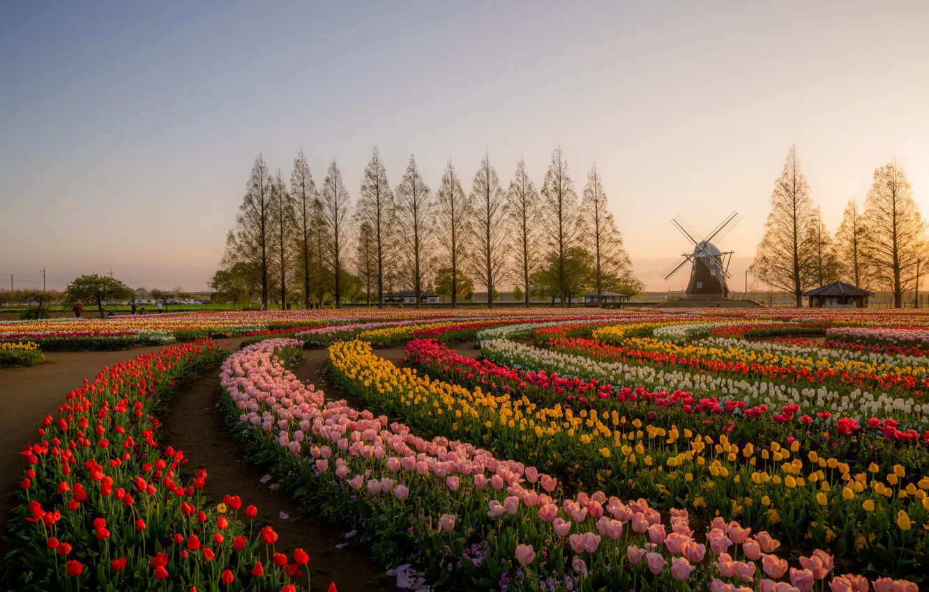 Wallpaper field, flowers, spring, tulips, plantation, windmill for ...