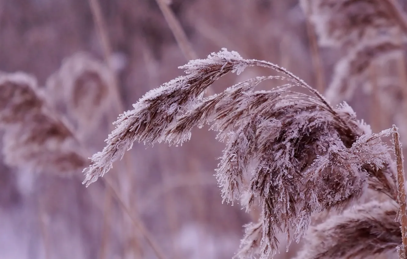 Wallpaper winter, frost, twig, hoarfrost for mobile and desktop ...
