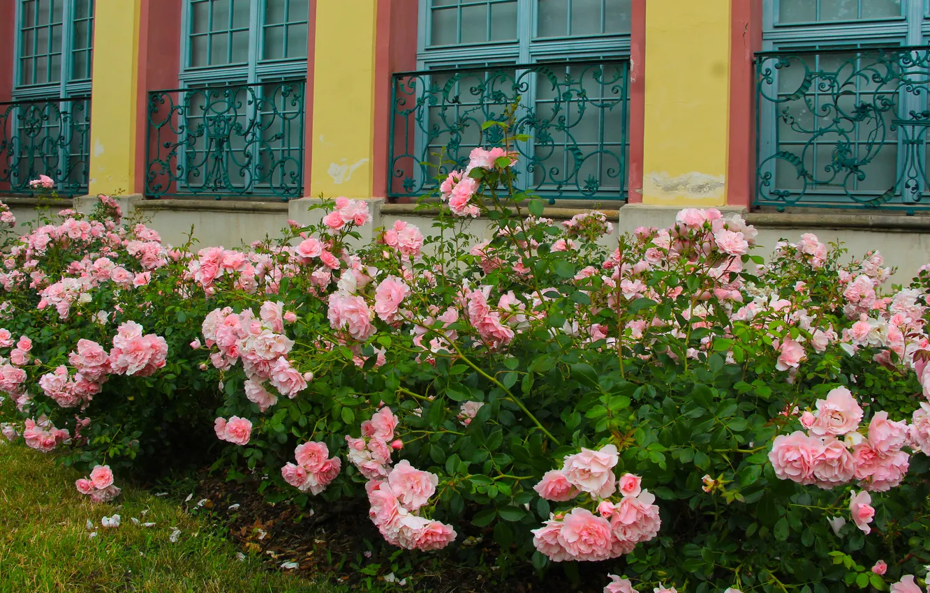 Wallpaper pink, garden, roses for mobile and desktop, section природа ...