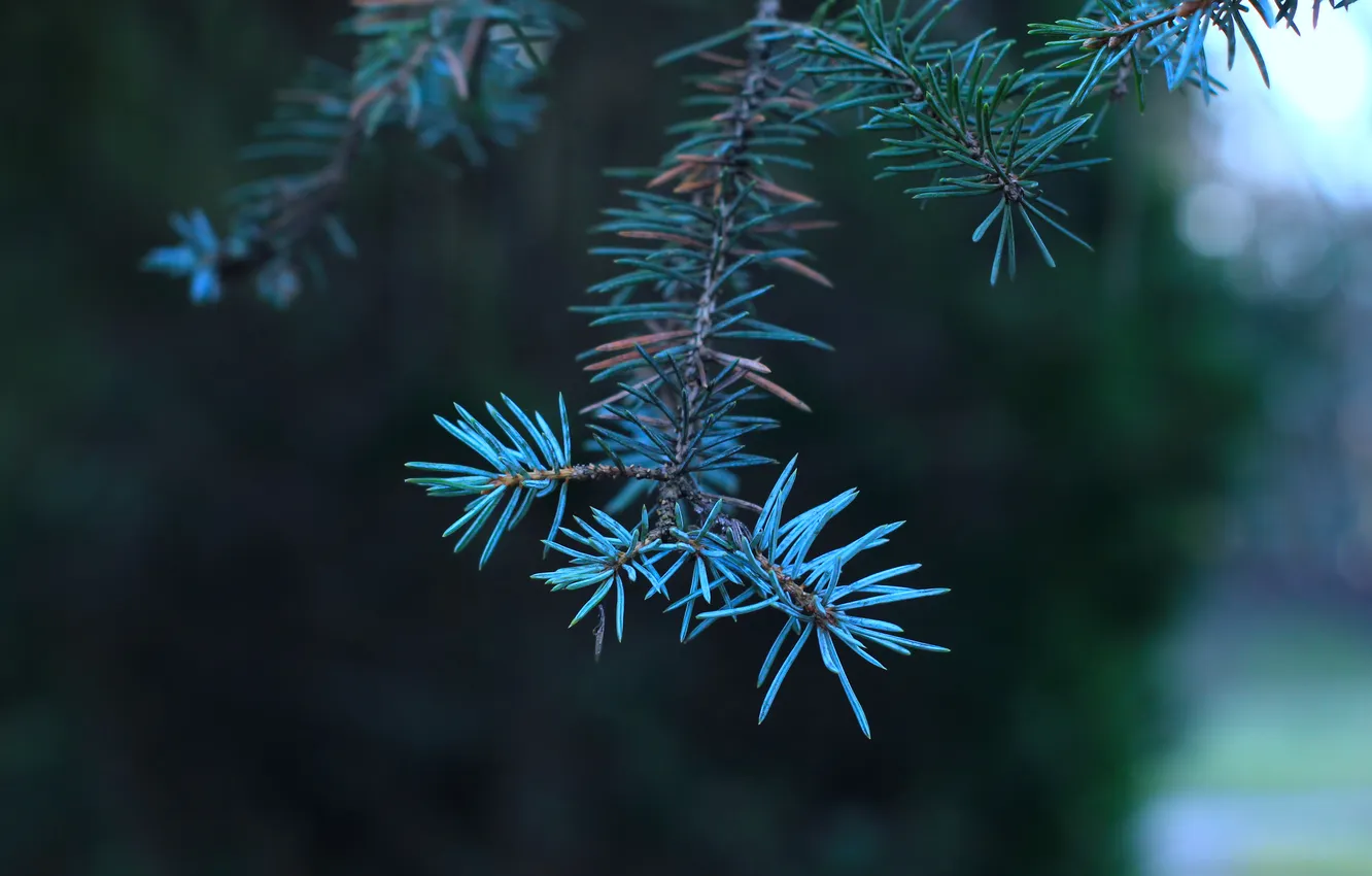 Wallpaper blue, spruce, twig for mobile and desktop, section природа ...