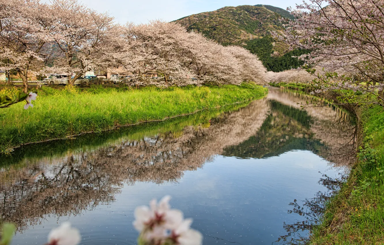 Wallpaper reflection, hills, shore, spring, Japan, Sakura, pond ...