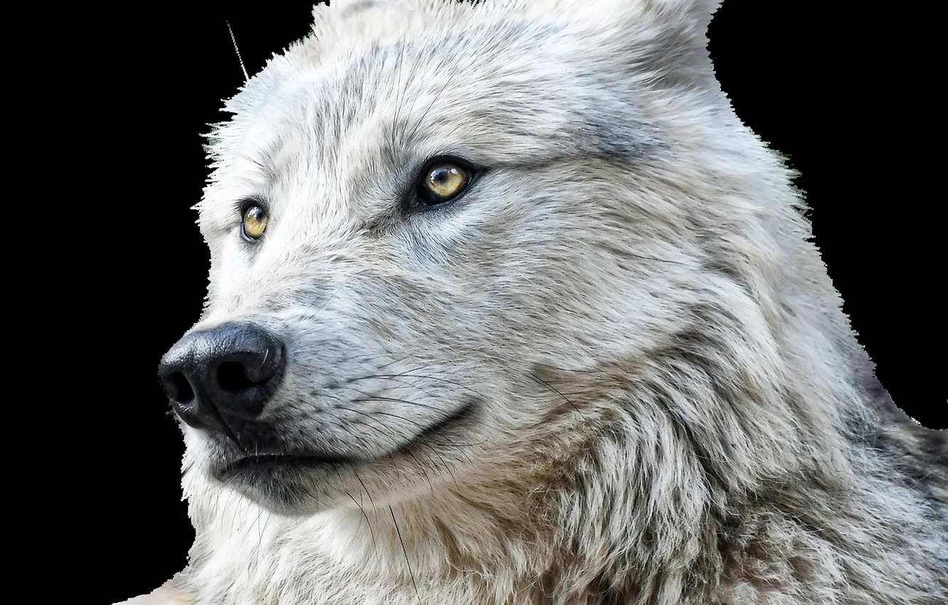 Wallpaper fantasy, nature, art, snow, predator, face, animal, wolf for ...