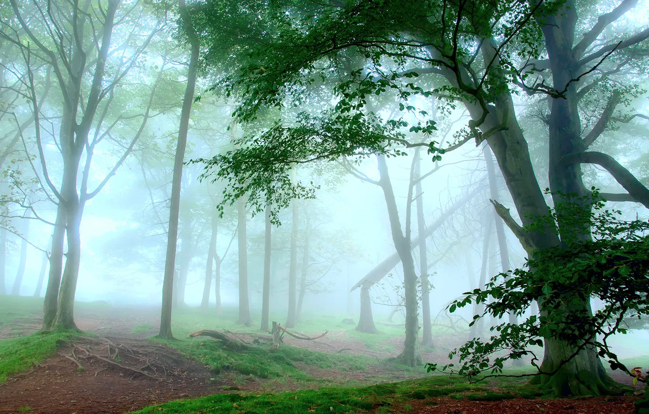Wallpaper greens, forest, white, grass, light, trees, nature, haze for ...