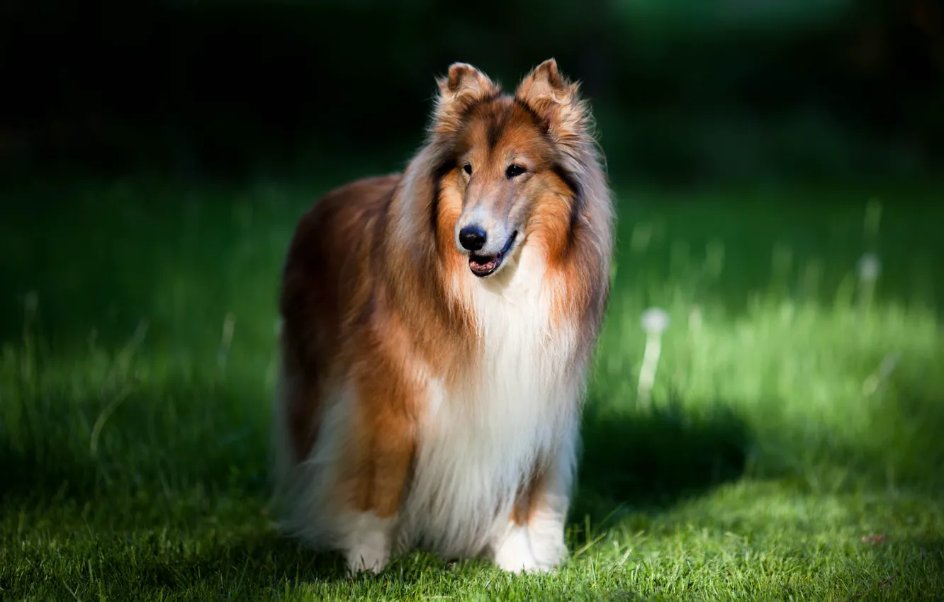 Wallpaper look, nature, pose, dog, face, collie, sheltie for mobile and ...