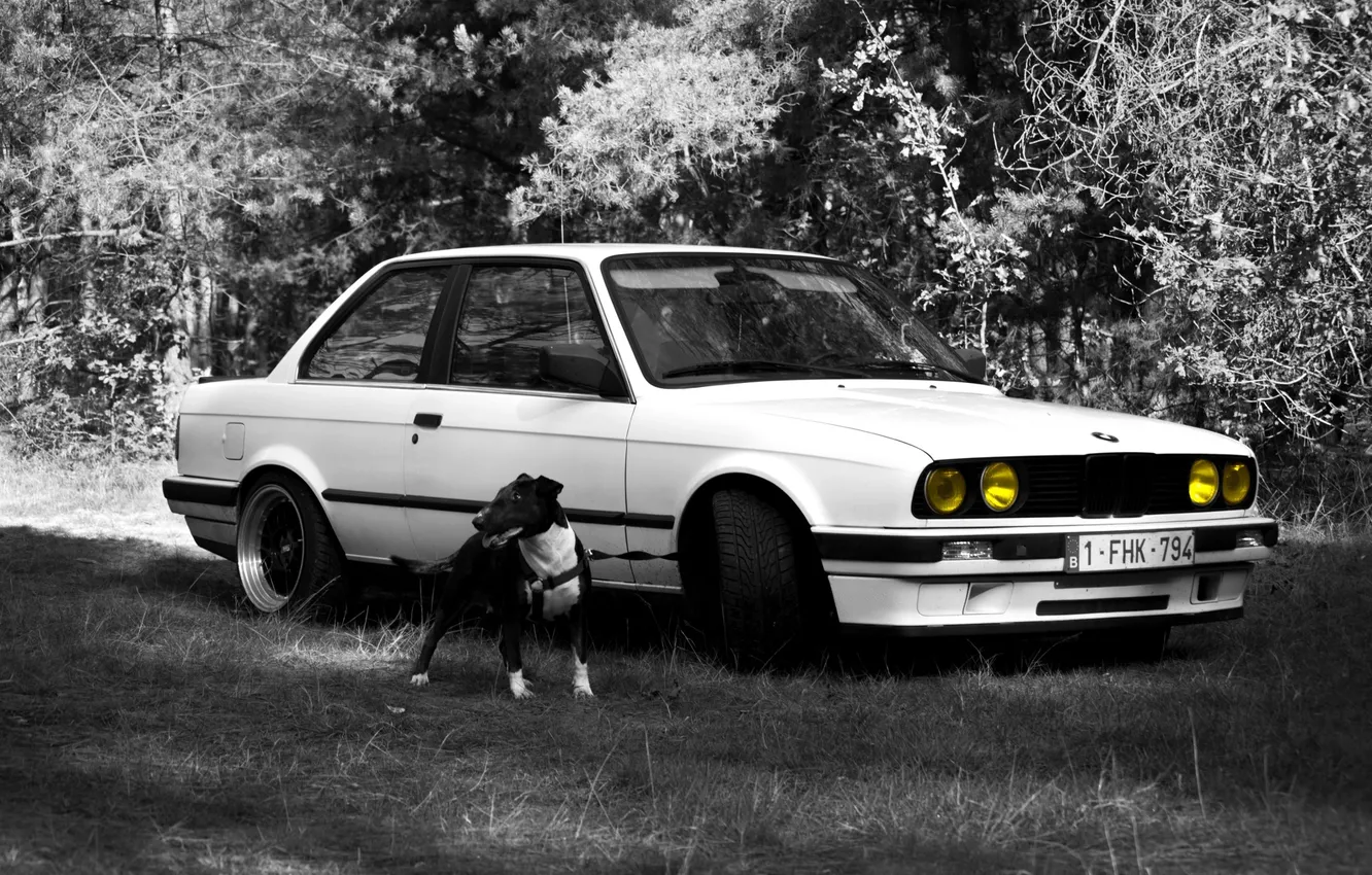 Wallpaper Dog, BMW, dog, E30, Bull Terrier, bulterier for mobile and desktop, section машины ...