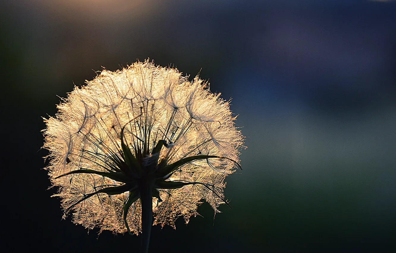 Wallpaper drops, light, Rosa, dandelion, lighting, fuzzes images for desktop, section макро ...