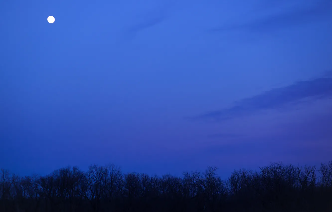 Wallpaper the sky, clouds, trees, night, the moon, Field, blue for ...