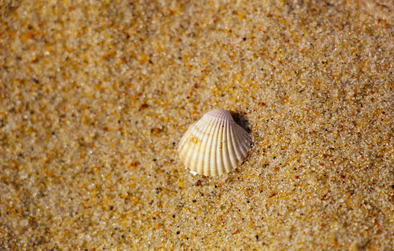 Wallpaper beach, sand, shell for mobile and desktop, section природа ...