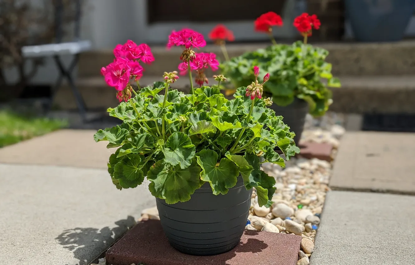 Wallpaper flowers, geranium, A pot of Flowers for mobile and desktop ...