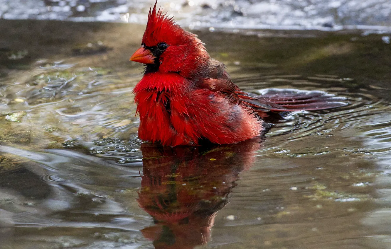 Wallpaper water, bird, beak, red cardinal for mobile and desktop ...