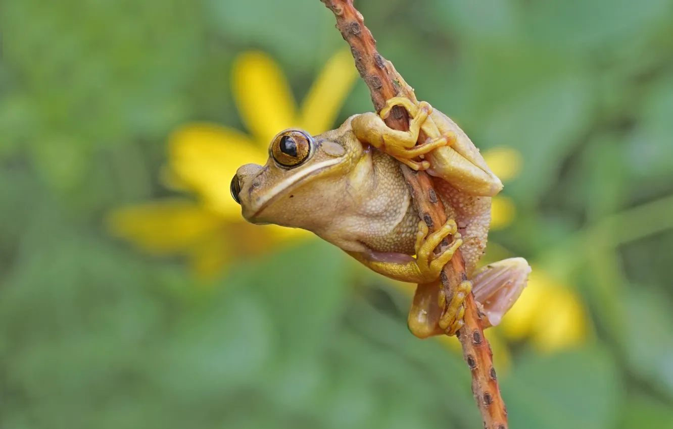 Wallpaper flowers, frog, stem images for desktop, section животные ...
