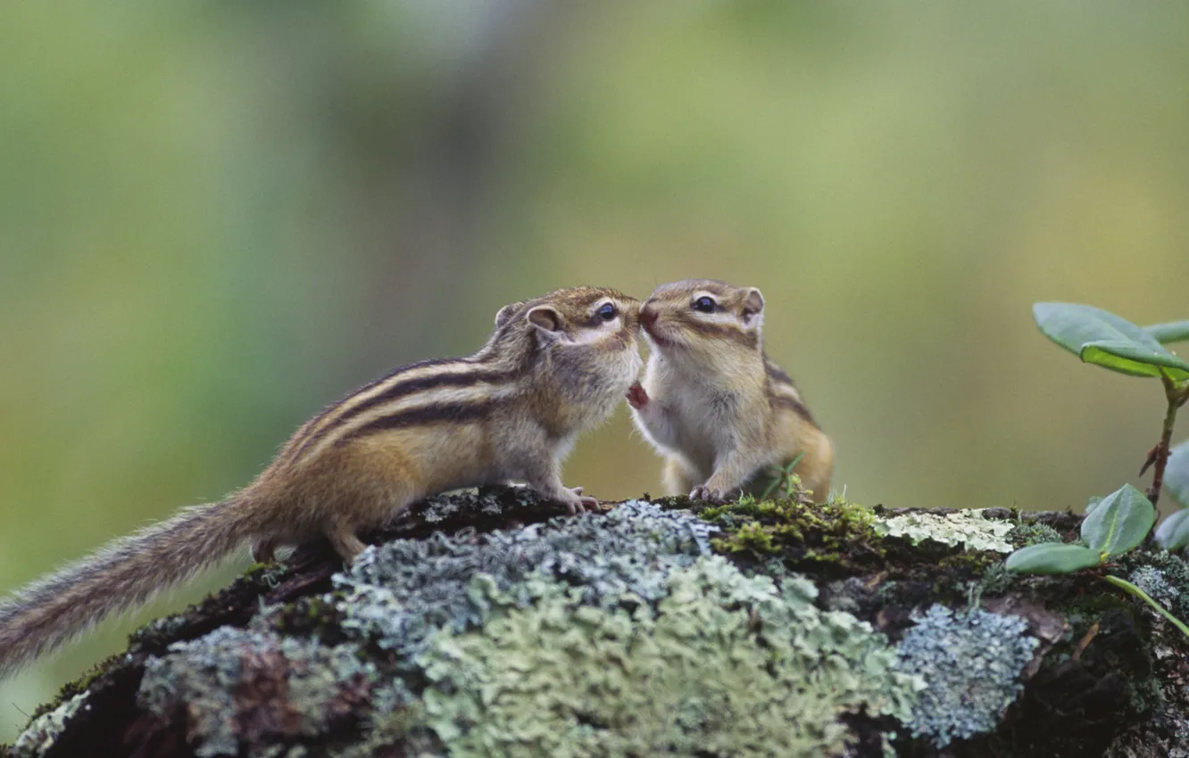 Wallpaper Japan, Hokkaido, rodent, chipmunks, Asian Chipmunk, Kushiro ...