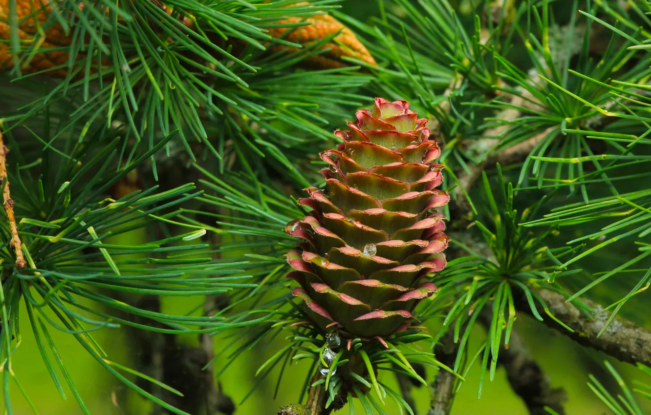 Wallpaper pine, spruce, cone for mobile and desktop, section природа ...