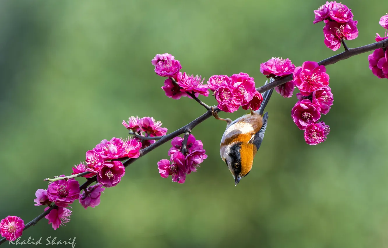 Wallpaper branches, bird, drain, baby for mobile and desktop, section ...