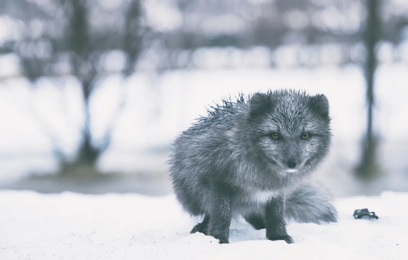 Wallpaper winter, look, snow, grey, the snow, Fox for mobile and ...