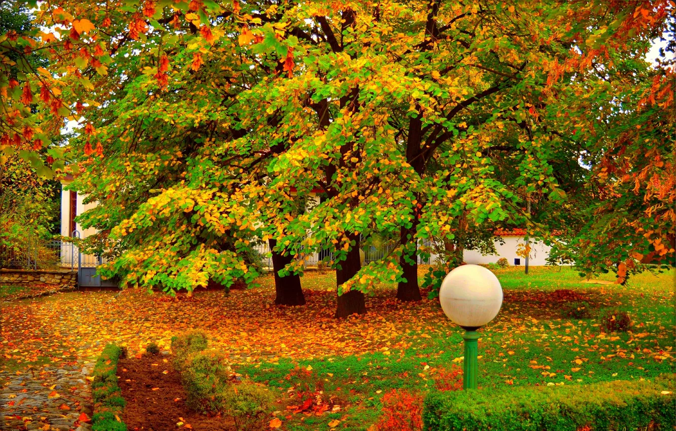 Wallpaper Autumn, Trees, Park, Fall, Foliage, Park, Autumn, Colors ...