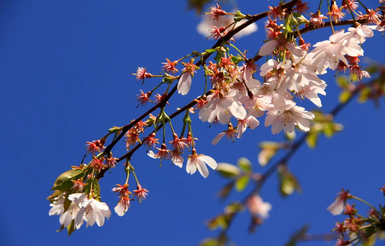 Wallpaper the sky, flowers, tree, branch, spring, fruit for mobile and ...